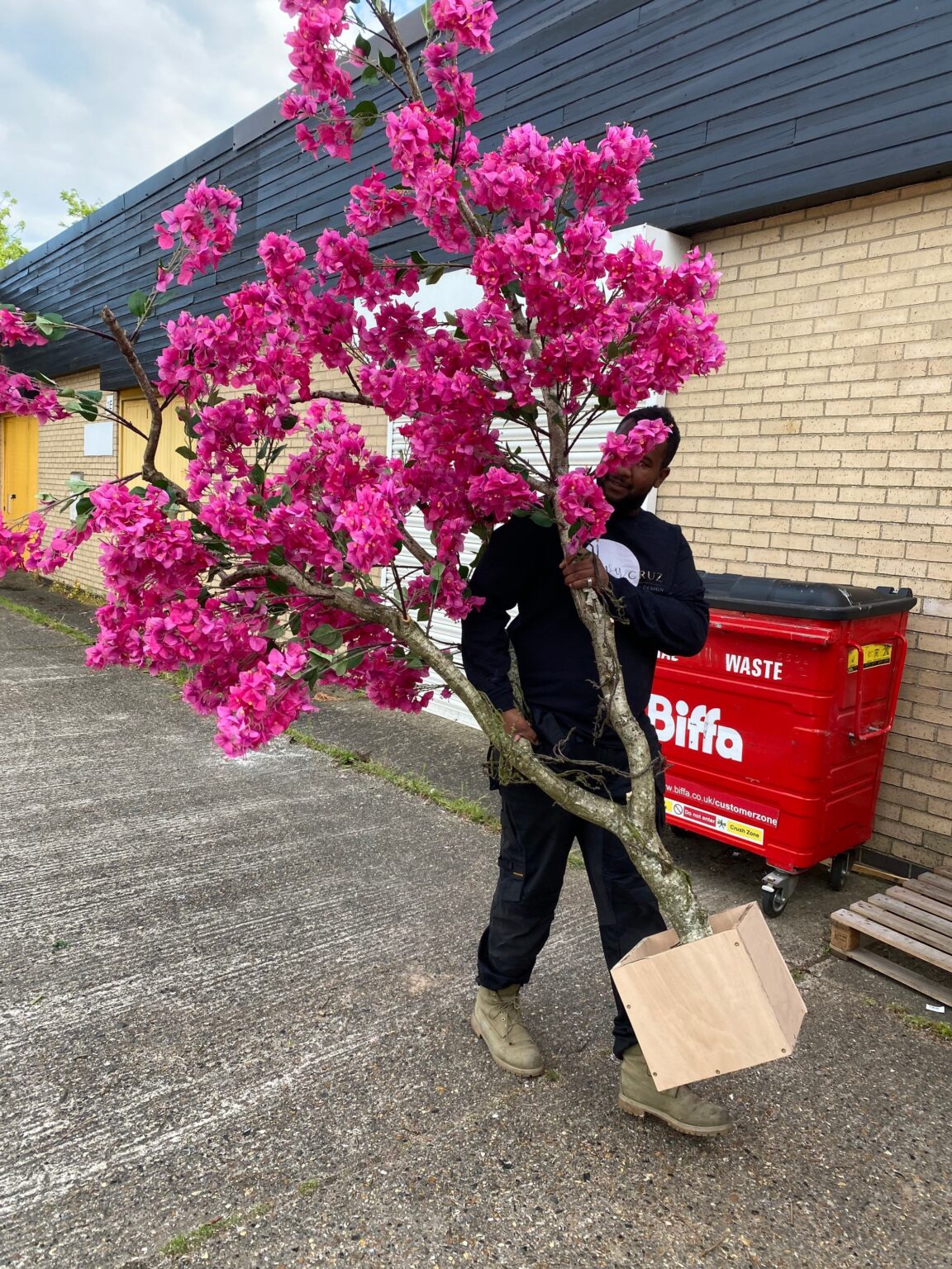 Hot pink Bougainvillea Tree - IVY CRUZ
