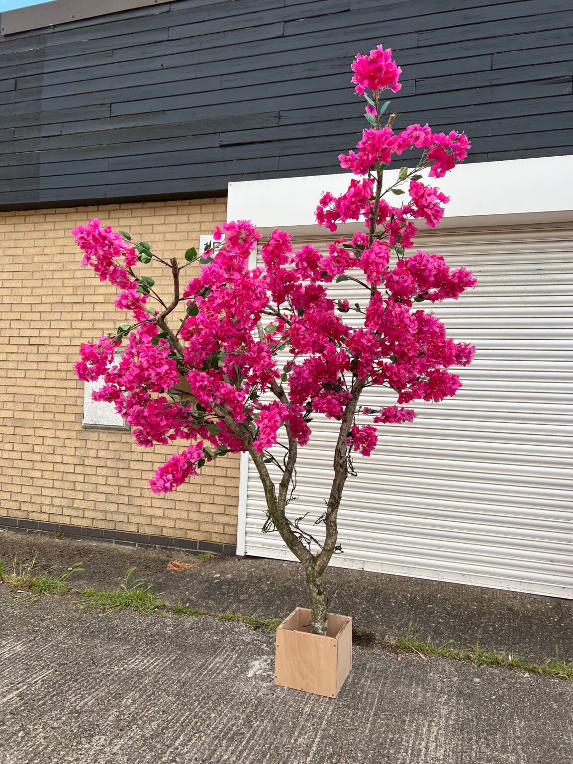 Hot pink Bougainvillea Tree - IVY CRUZ
