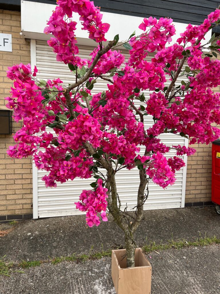 Hot pink Bougainvillea Tree - IVY CRUZ